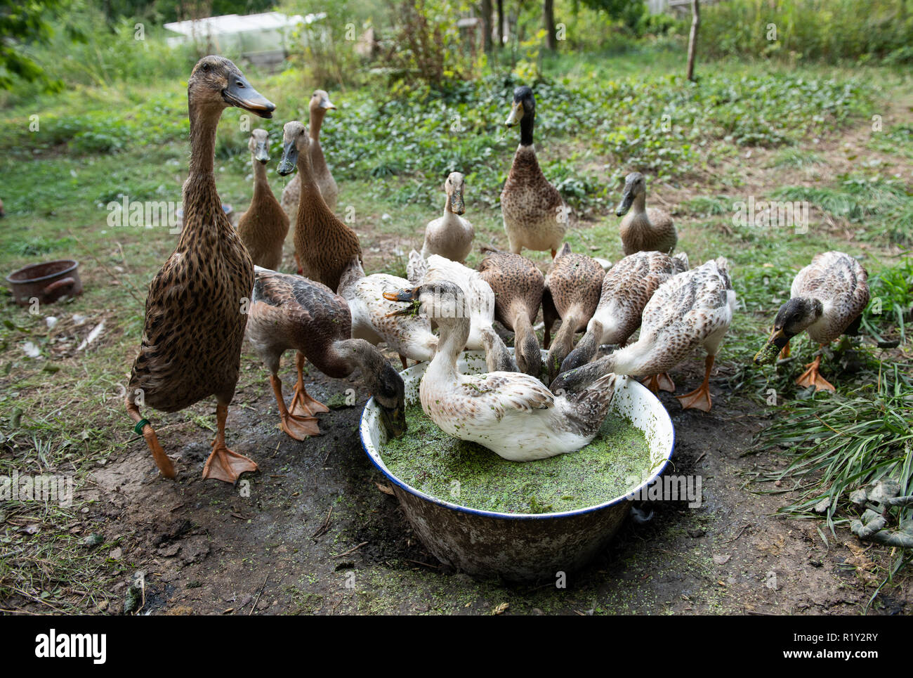 Kalkhorst, Germany. 23rd Aug, 2018. Chinese ducks are fed on the farm ...