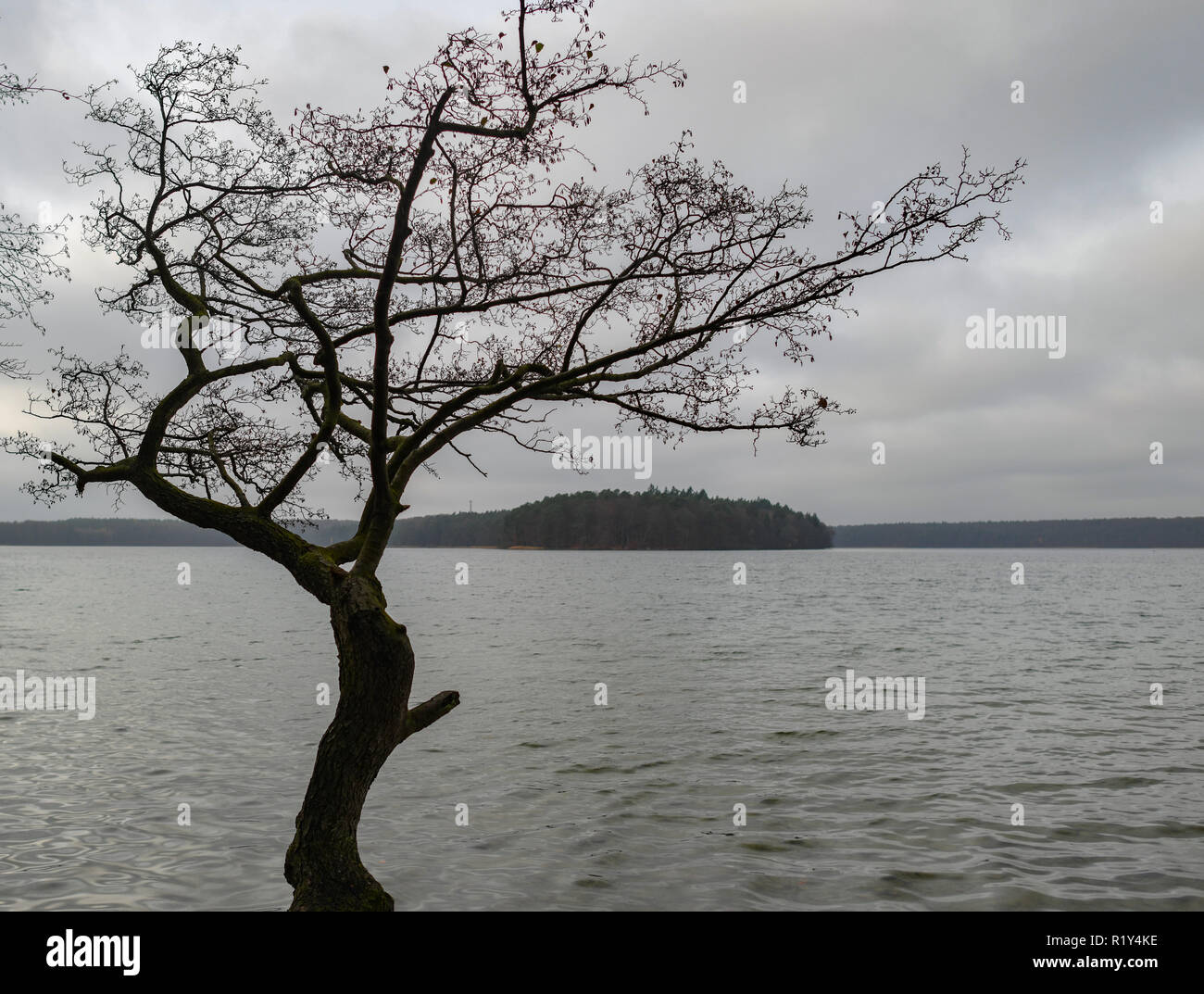 Neuglobsow, Germany. 14th Nov, 2018. View over the Stechlin lake in ...