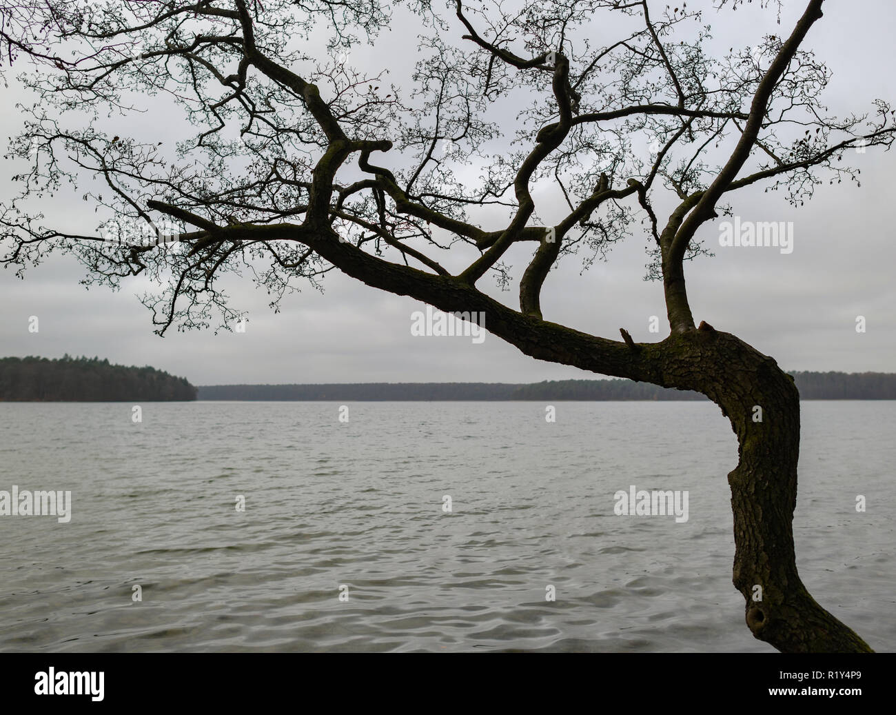 Neuglobsow, Germany. 14th Nov, 2018. View over the Stechlin lake in ...