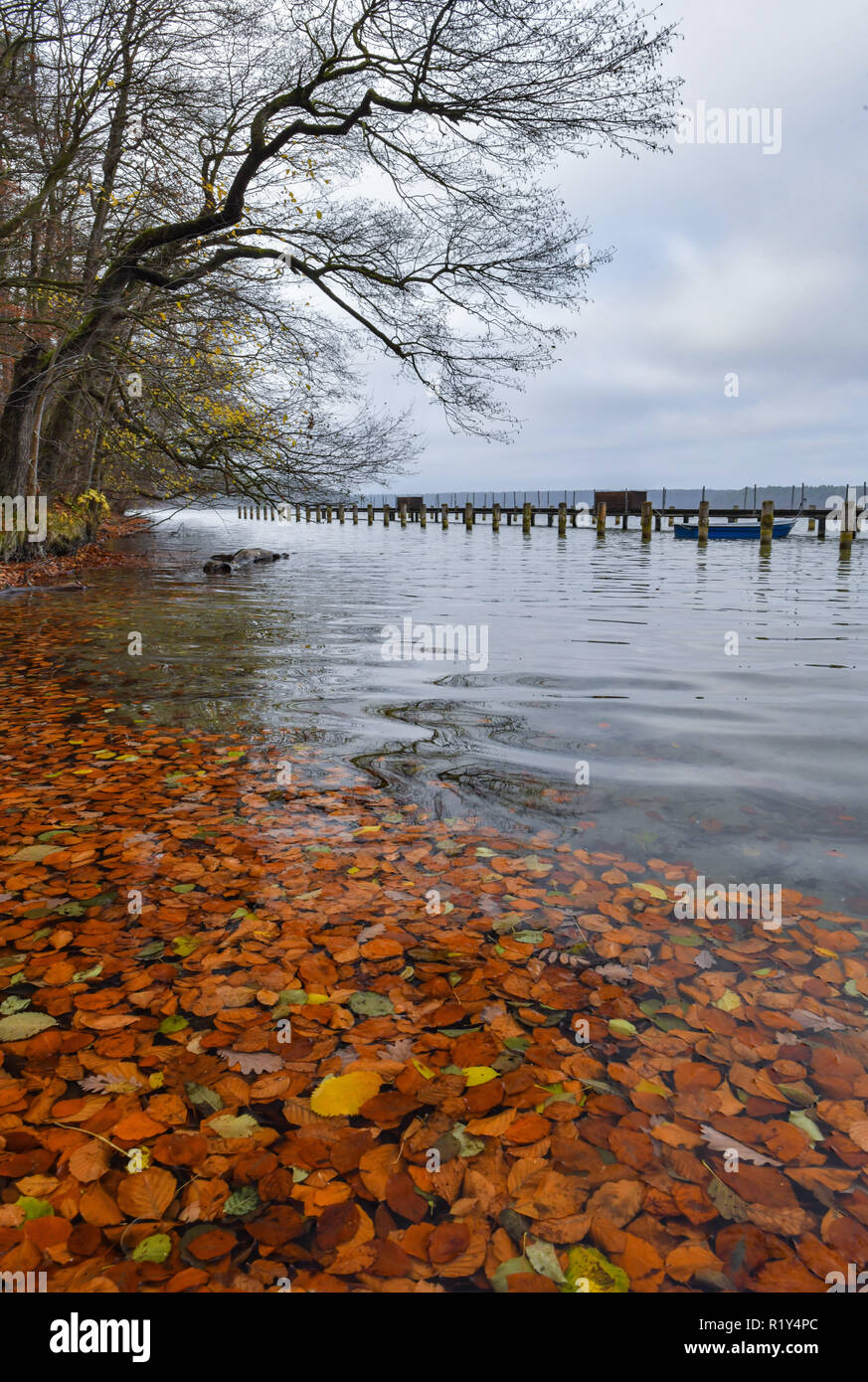 Neuglobsow, Germany. 14th Nov, 2018. View over the Stechlin lake in ...