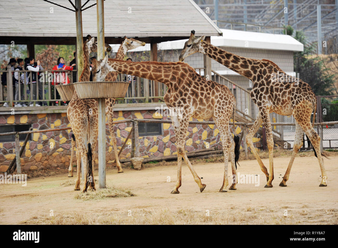 November 15, 2018 - Qingdao, Qingdao, China - Qingdao,CHINA-Giraffes at ...