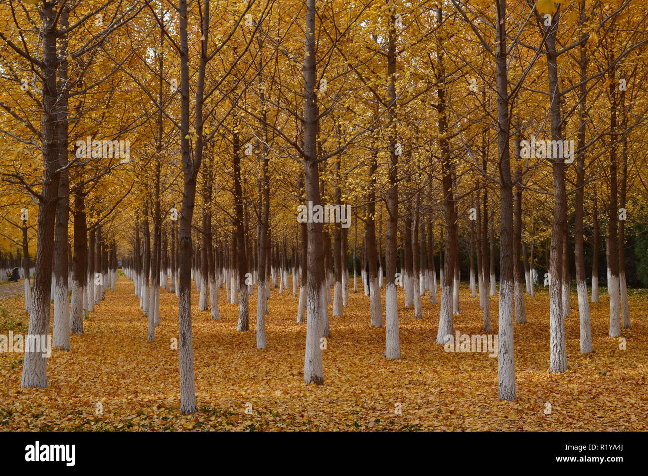 Beijin, Beijin, China. 15th Nov, 2018. Beijing, CHINA-The golden ginkgo ...