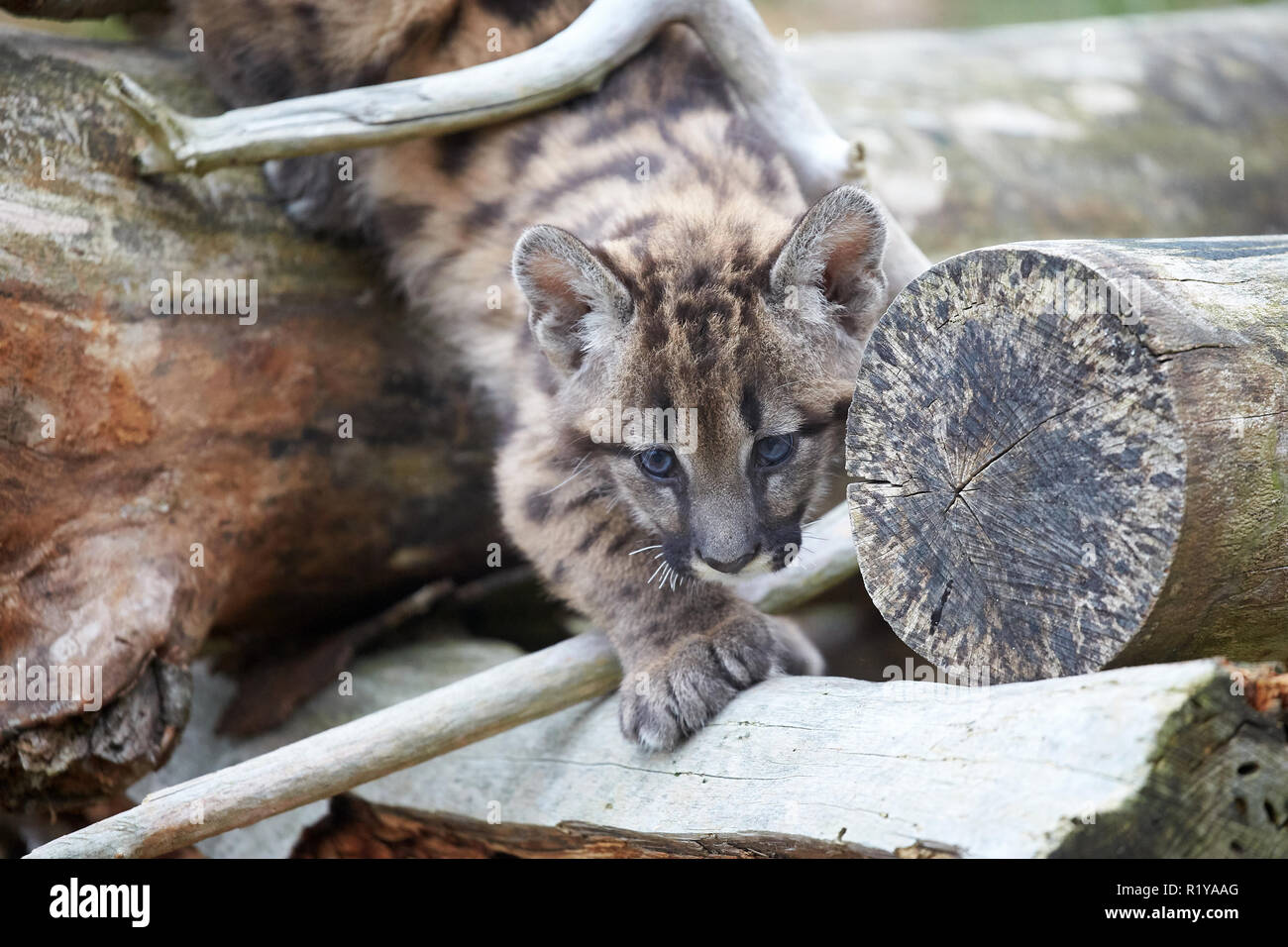 Bell, Germany. 15th Nov, 2018. One of the two ten-week-old puma babies ...