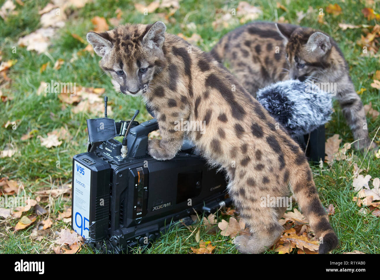 Bell, Germany. 15th Nov, 2018. Two ten-week-old puma babies explore a ...
