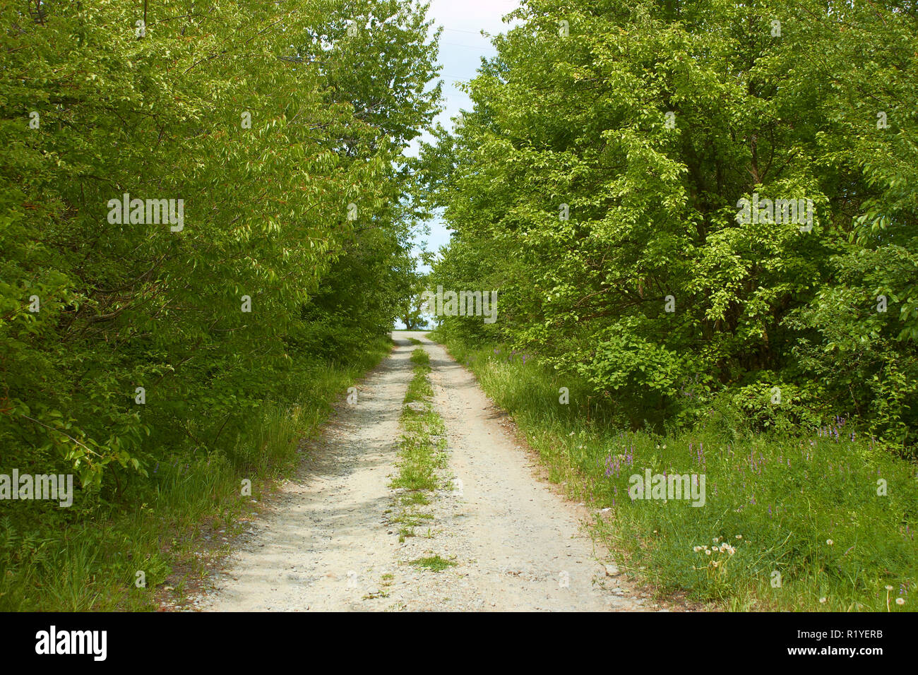 Narrow rural road hi-res stock photography and images - Alamy