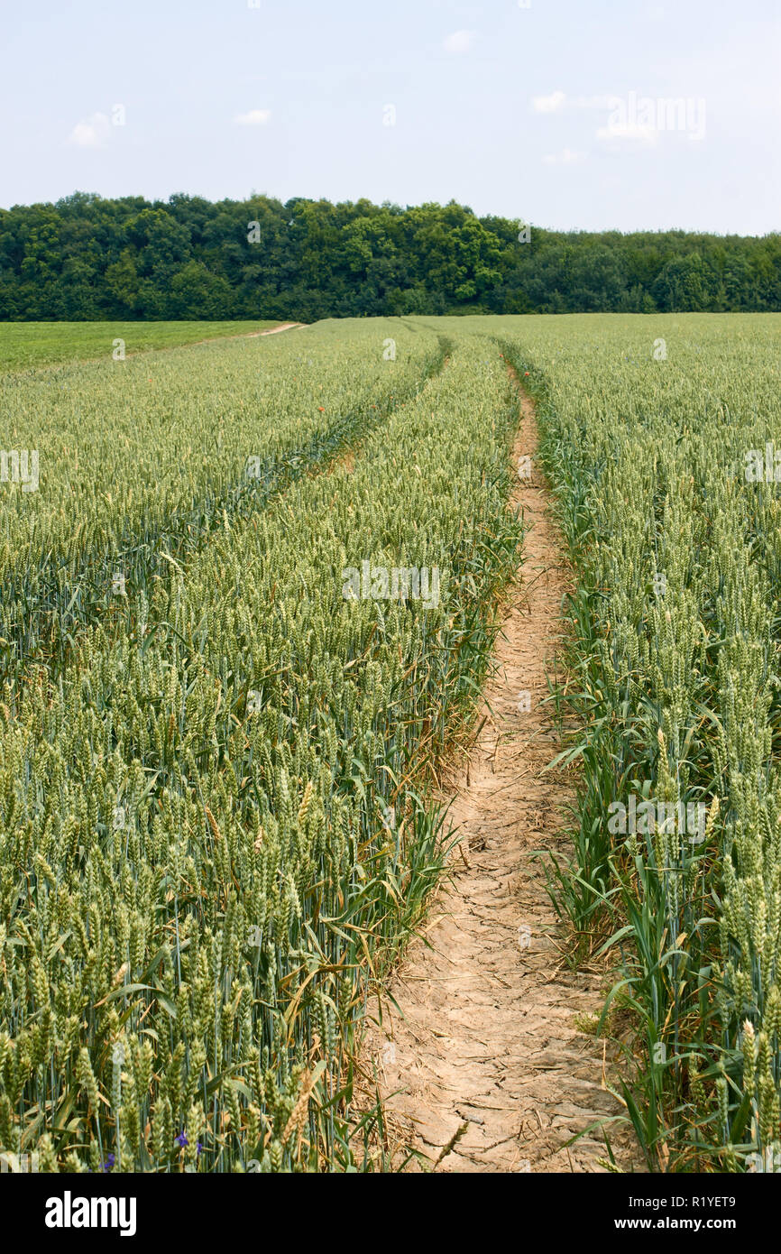Technological tracks for crops processing on ripening wheat field in ...