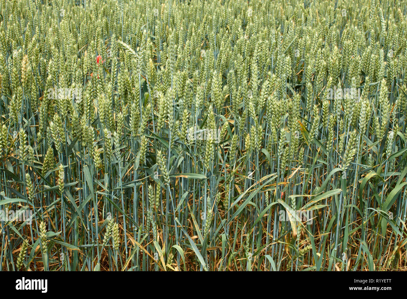 Green ears of corn hi-res stock photography and images - Alamy