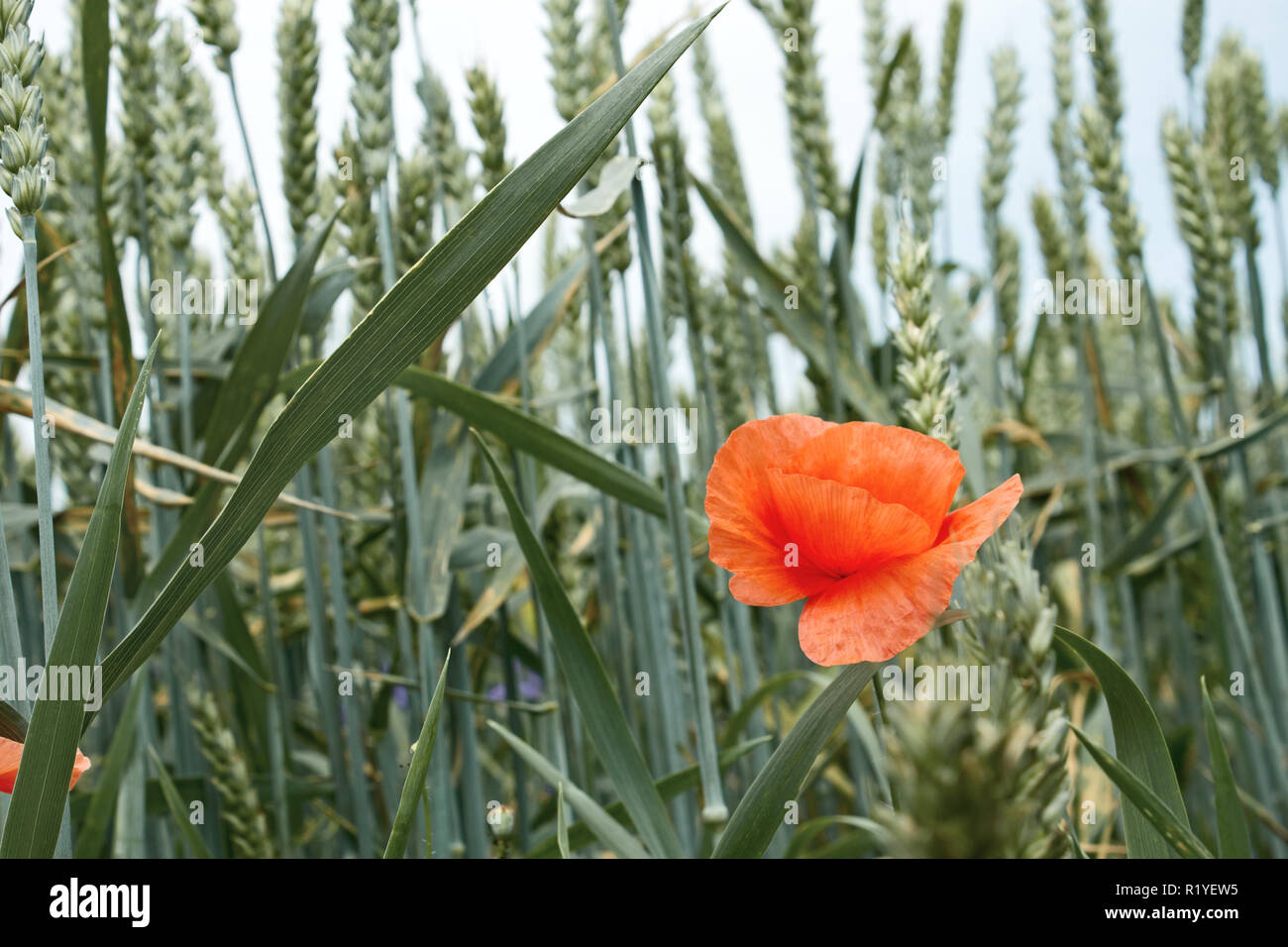 Single wheat plants hi-res stock photography and images - Alamy