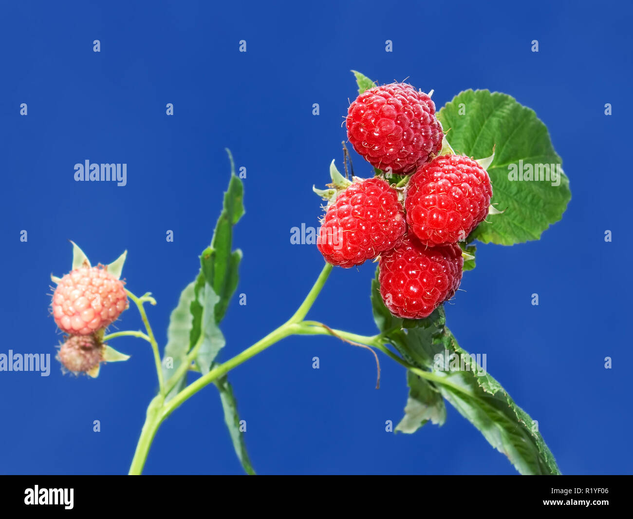 Red berry sample hi-res stock photography and images - Alamy