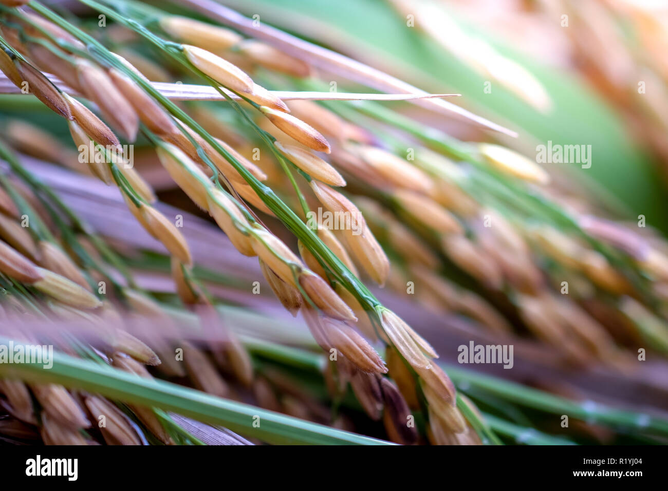 rice leaf and seed on nature background Stock Photo - Alamy