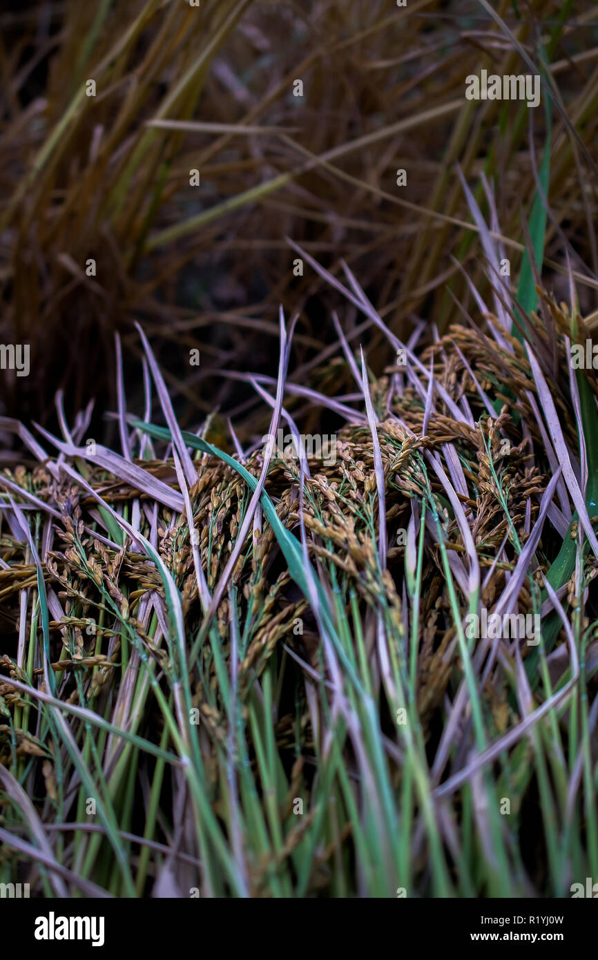 rice leaf and seed on nature background Stock Photo - Alamy