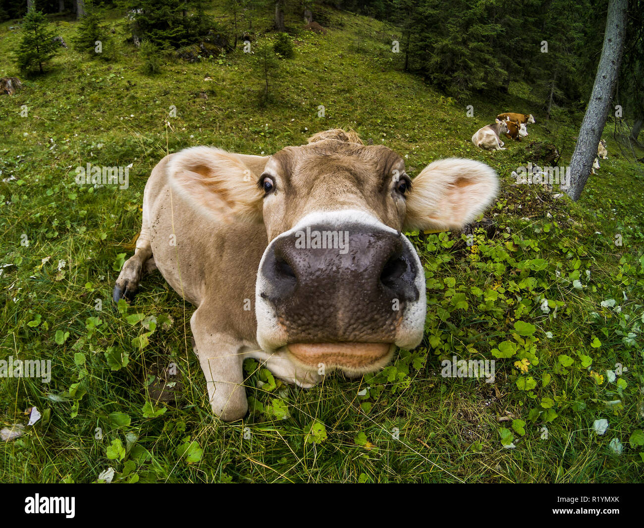 Cow Smiling Funny