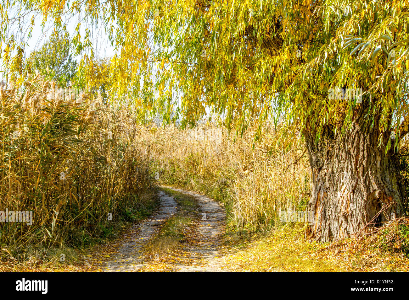 Reed foliage hi-res stock photography and images - Alamy