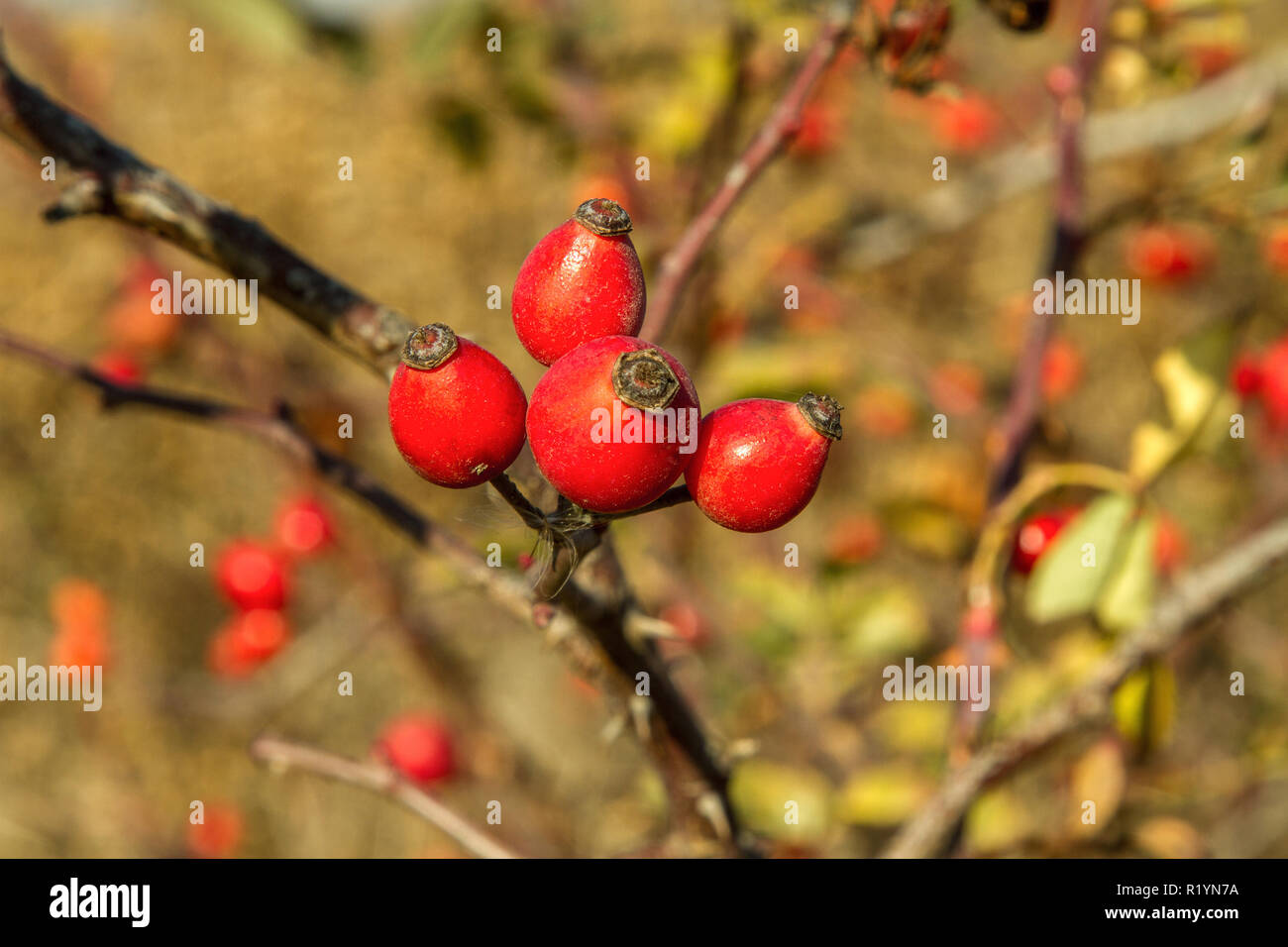 Rosehip bush berries hi-res stock photography and images - Alamy