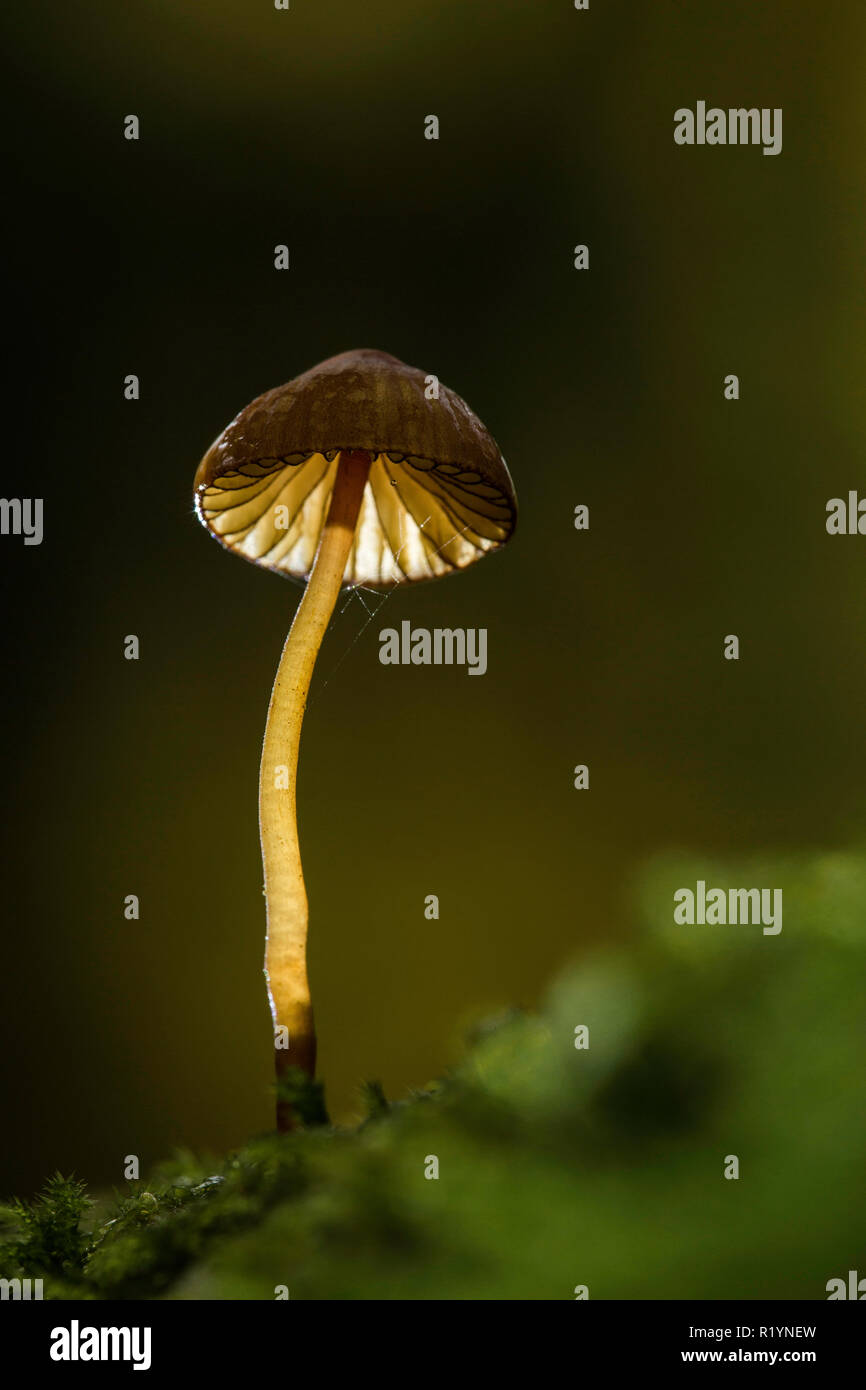 Toadstool, Dunkeld, Perthshire, Scotland Stock Photo - Alamy