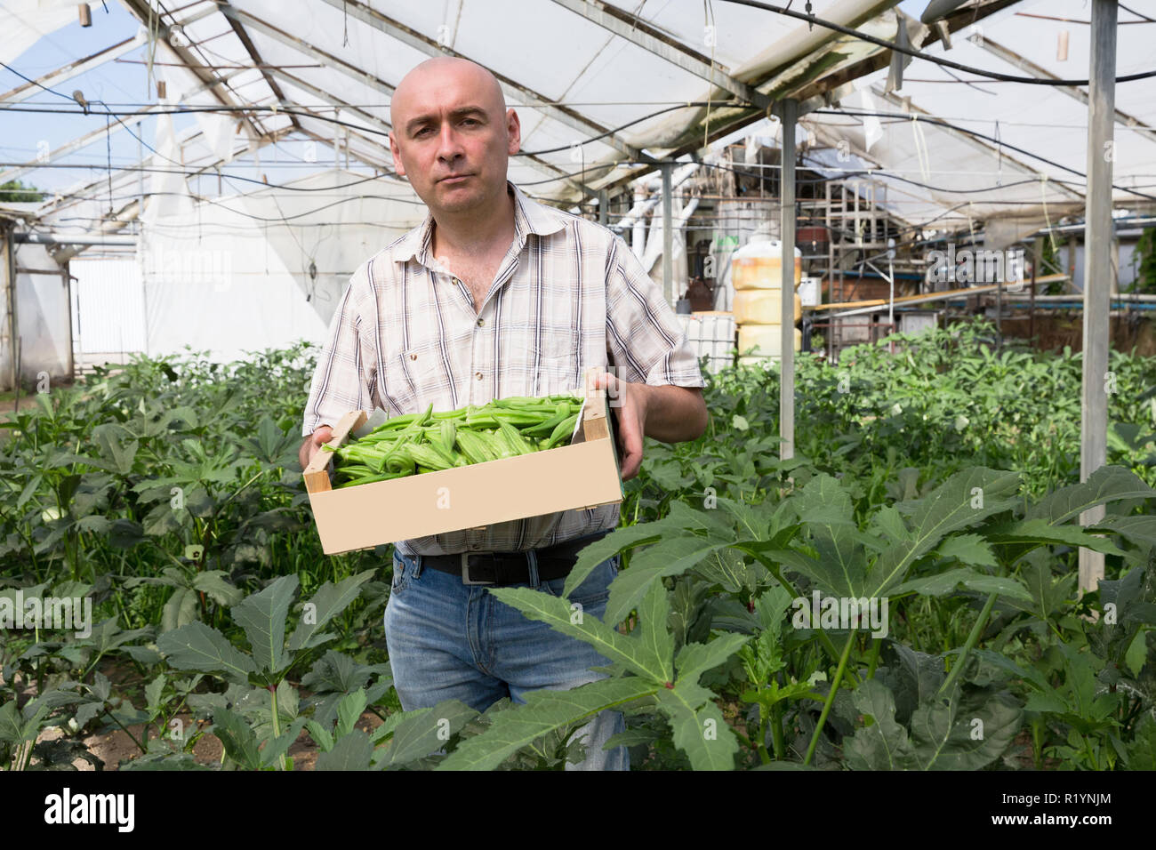 Serious man horticulturist holding crate with green okra in hothouse ...