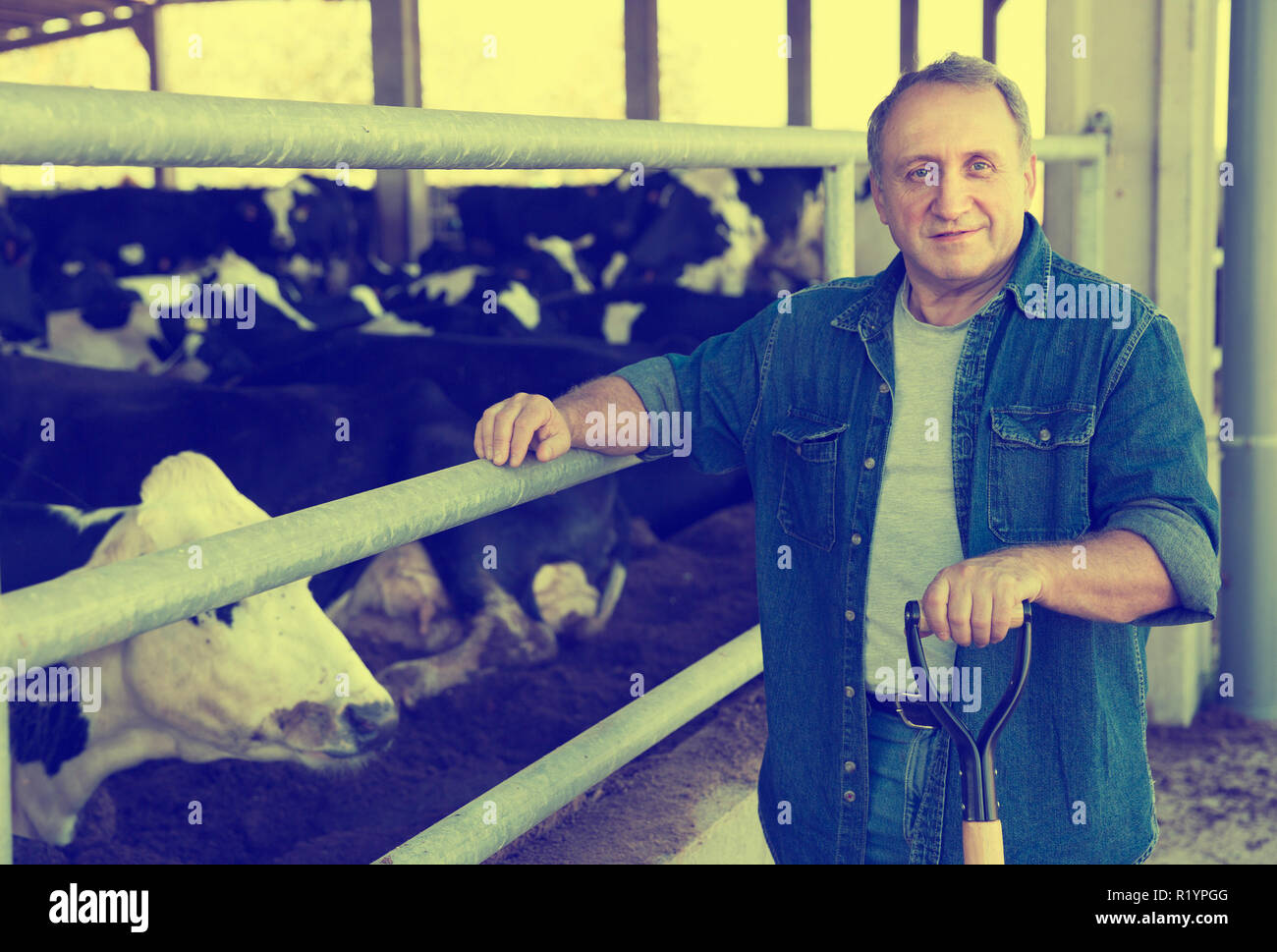 Portrait of confident senior man owner of dairy farm Stock Photo - Alamy