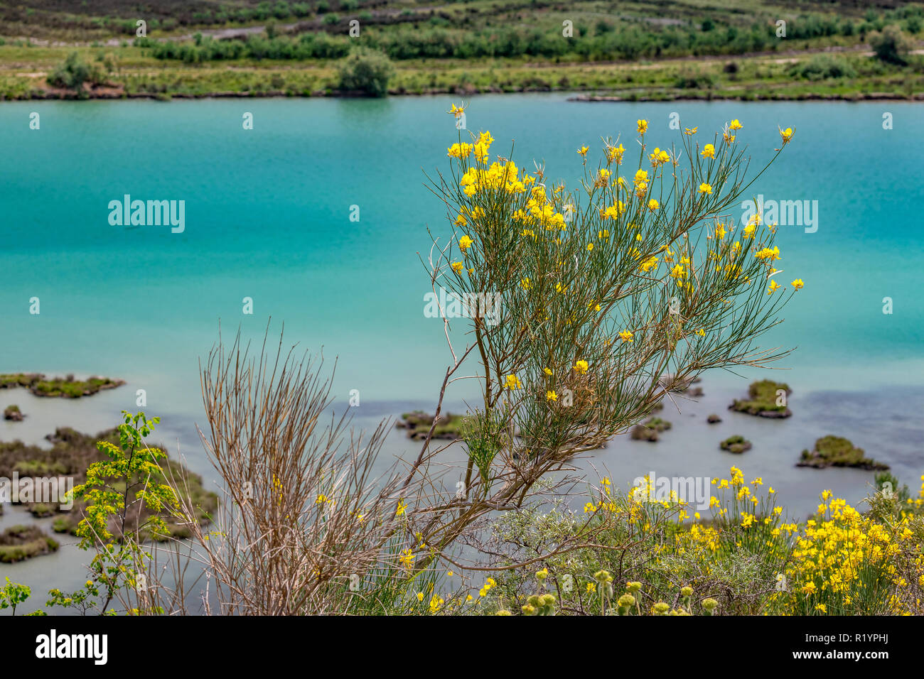 Spring vivid colors landscape with blossoms of yellow bushes from ...