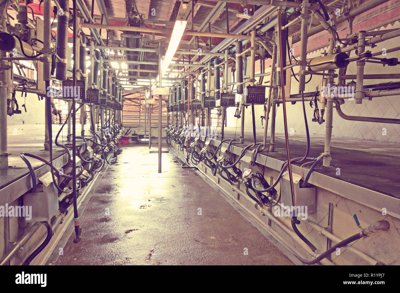 Automatic milking system for cows in dairy farm Stock Photo - Alamy