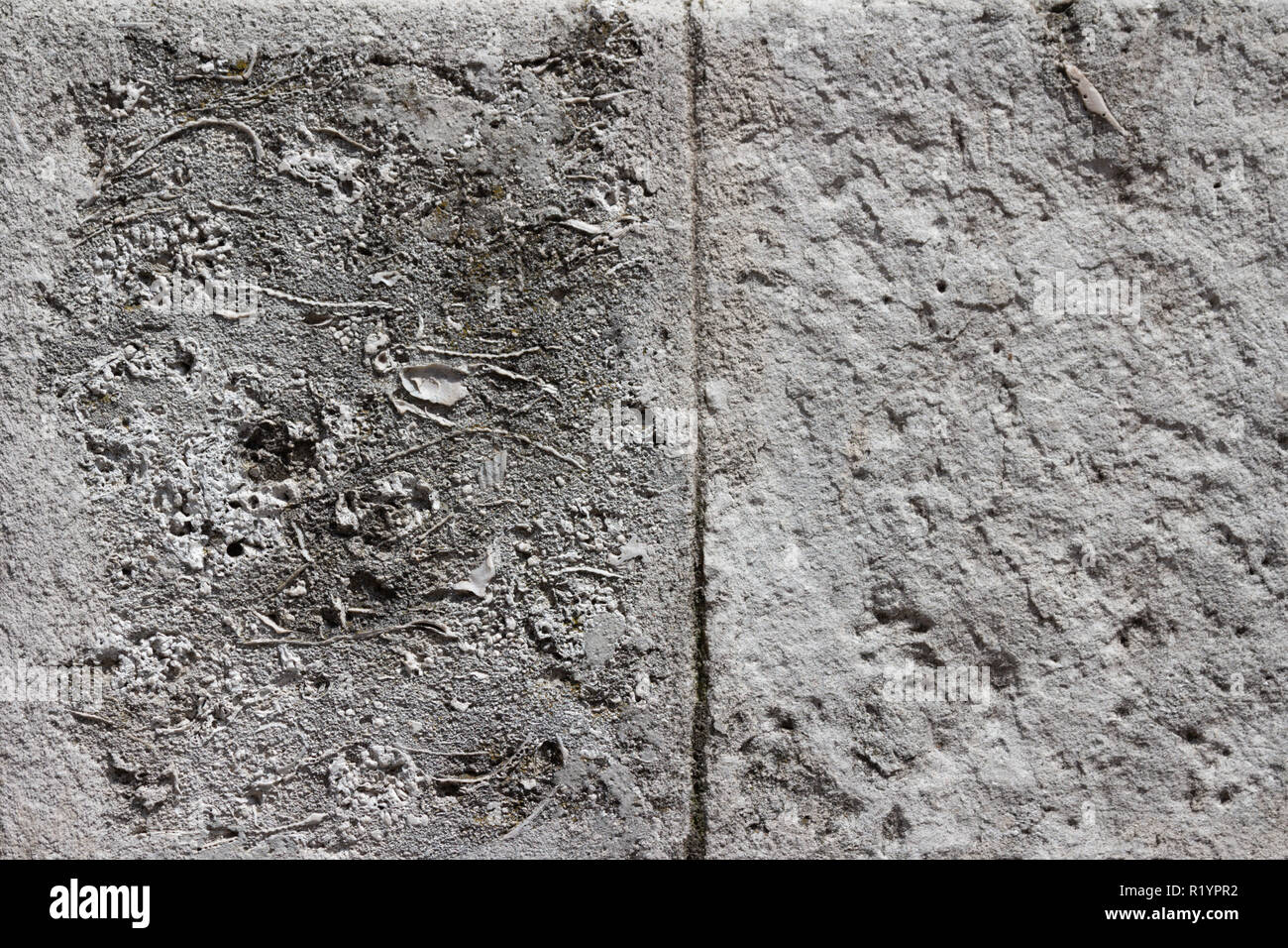 Limestone surface with fossils of shells Stock Photo - Alamy