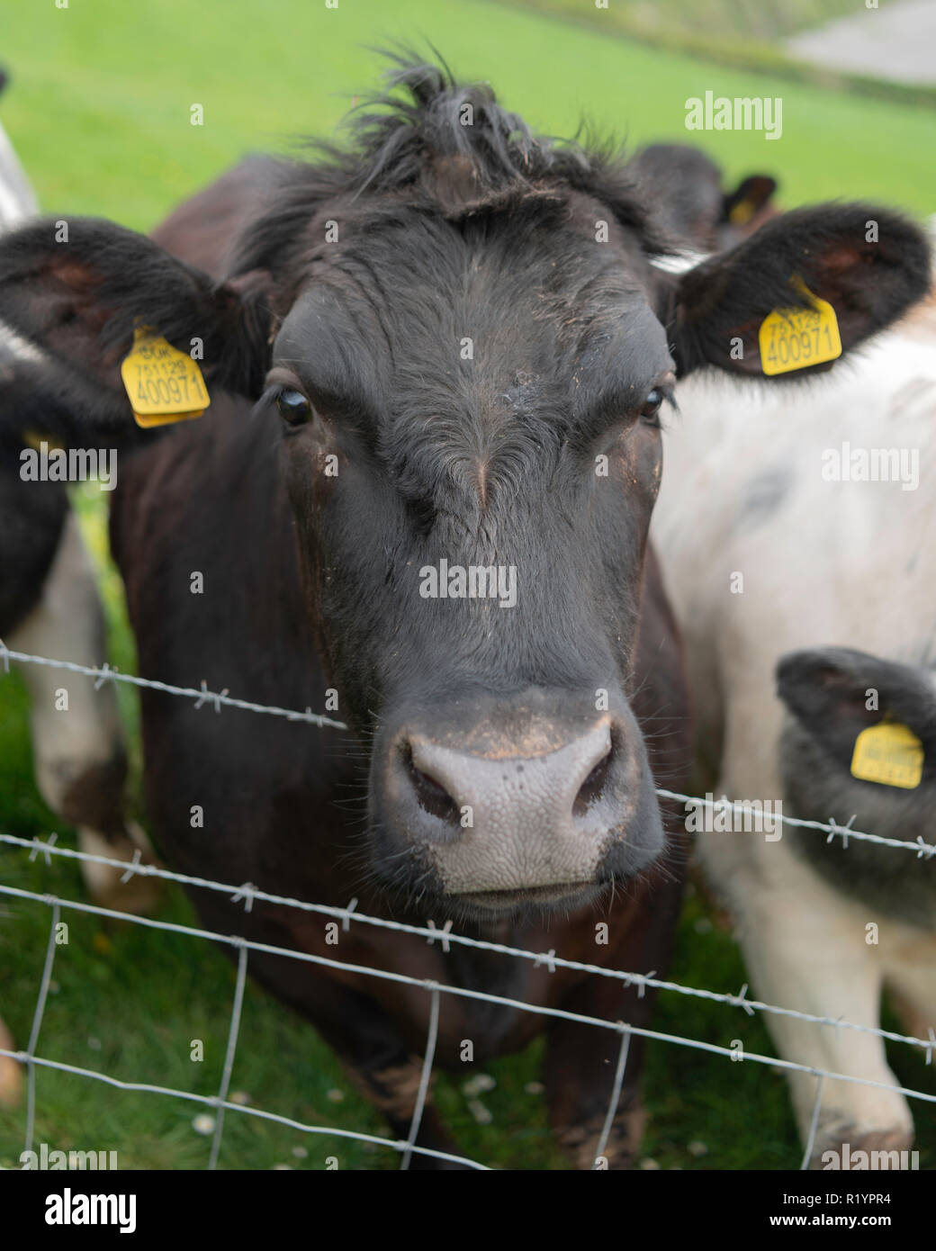 Cows looking over fence hi-res stock photography and images - Alamy