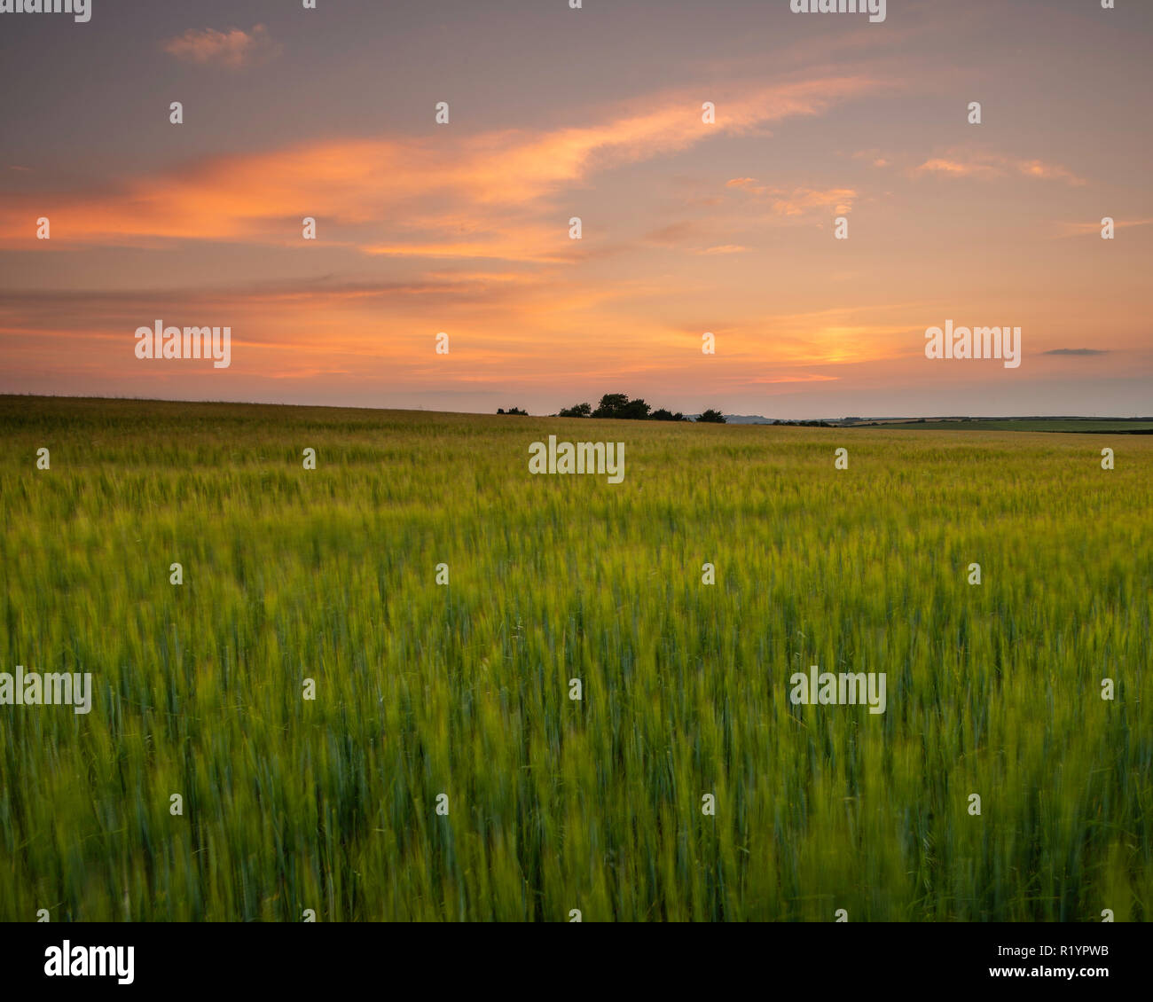 Rame penisula hi-res stock photography and images - Alamy