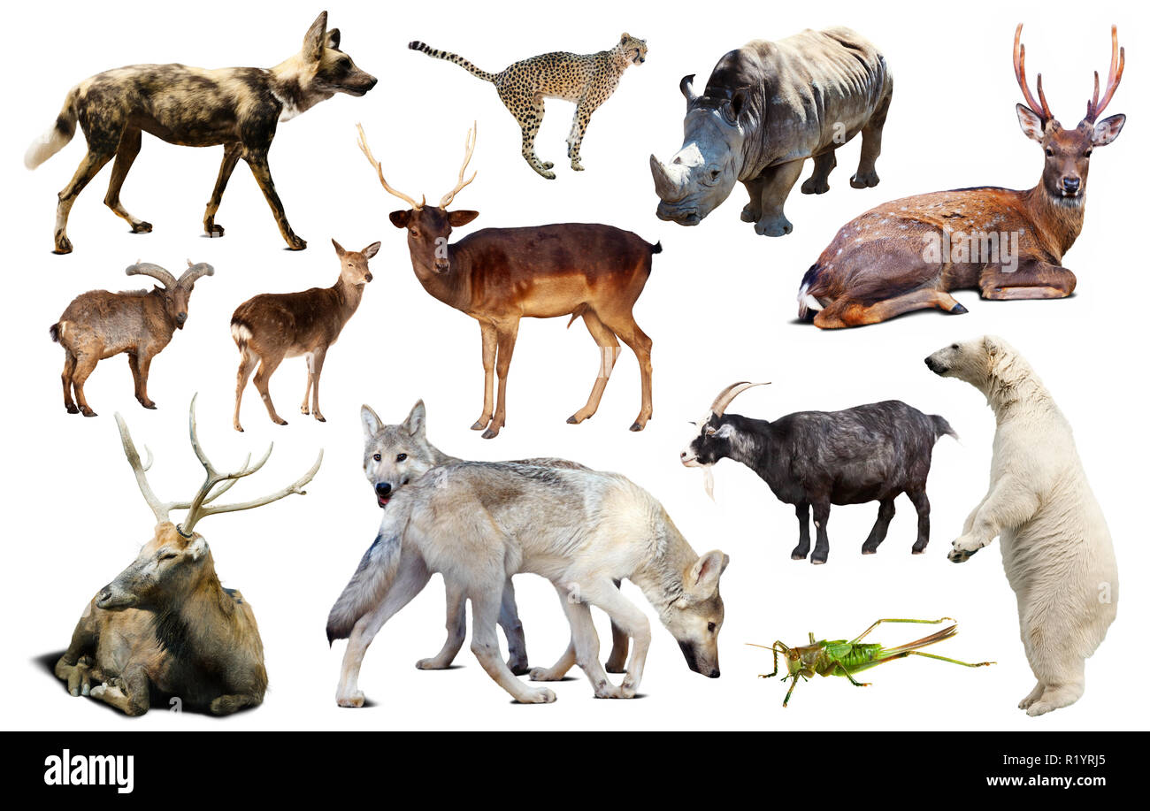 collection of different birds, mammals and reptiles from asia isolated ...