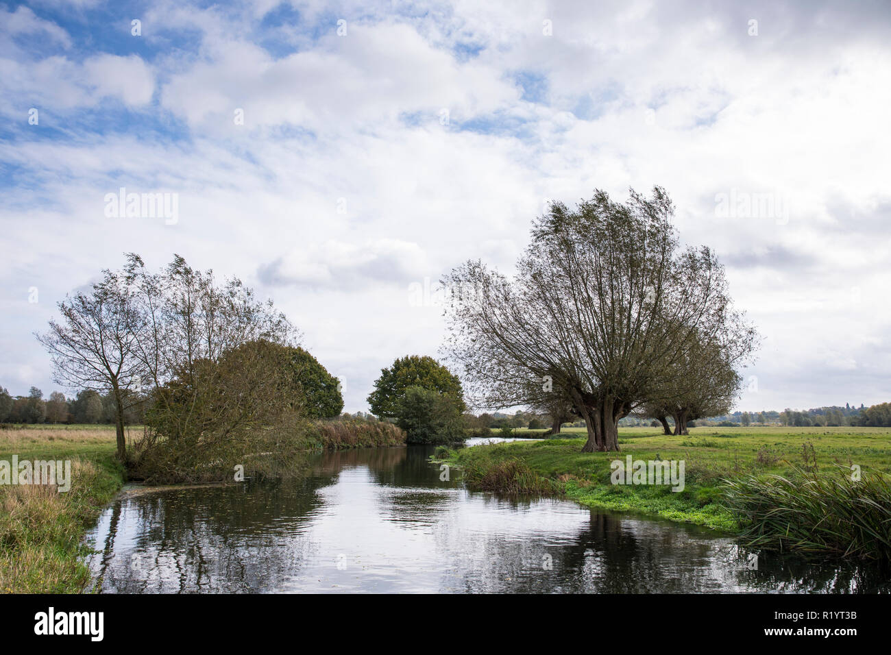 The River Stour and willow trees near East Bergholt in Suffolk Coasts ...