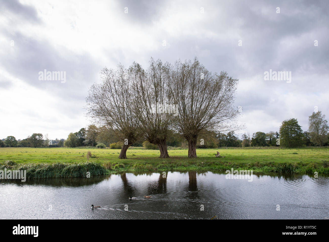 Three willows hi-res stock photography and images - Alamy