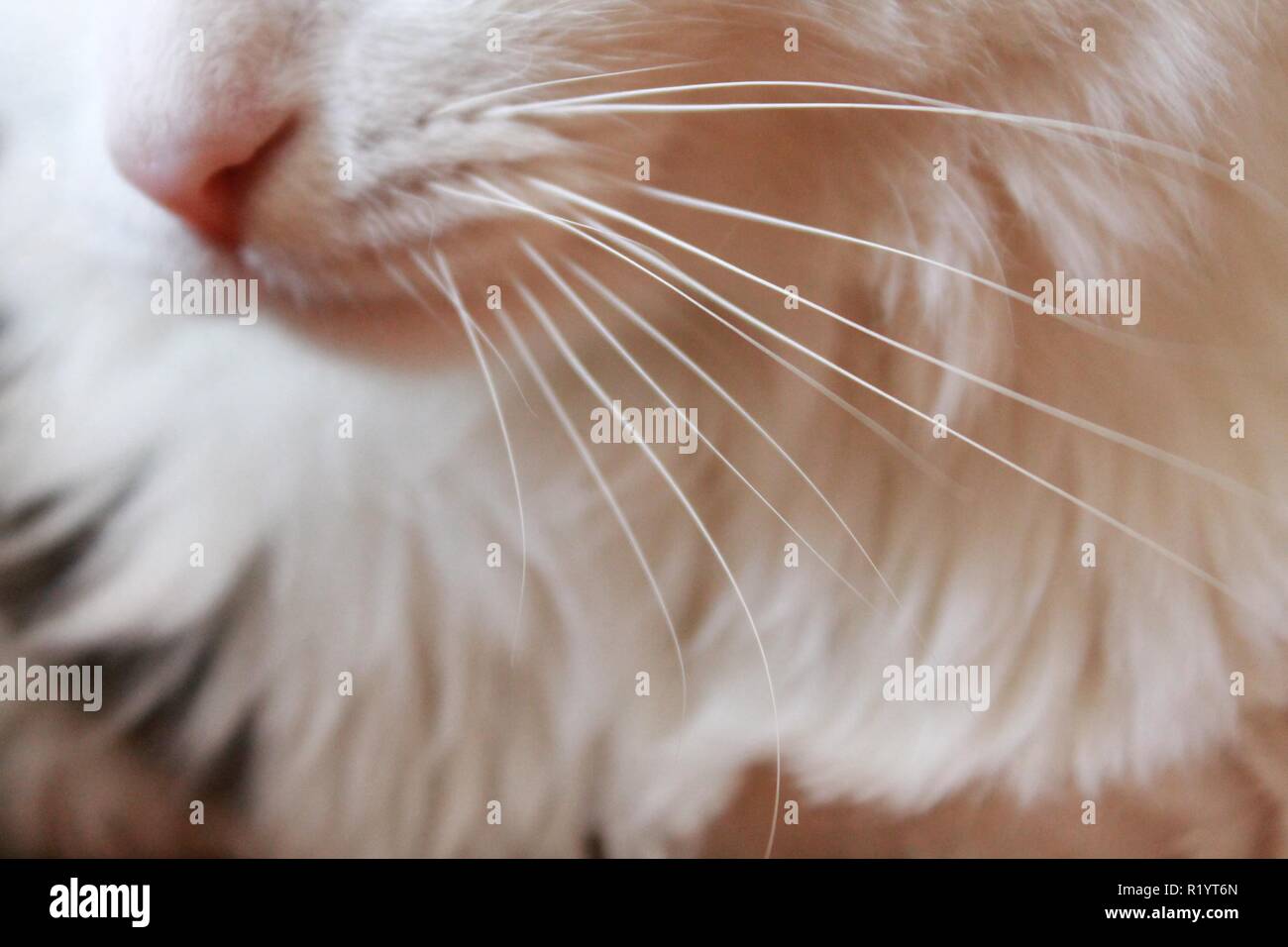Cat kiss hi-res stock photography and images - Alamy