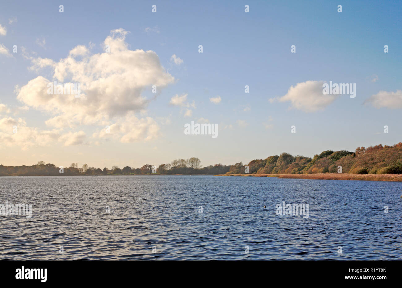A view of the reed fringed Filby Broad on the Norfolk Broads at Filby ...