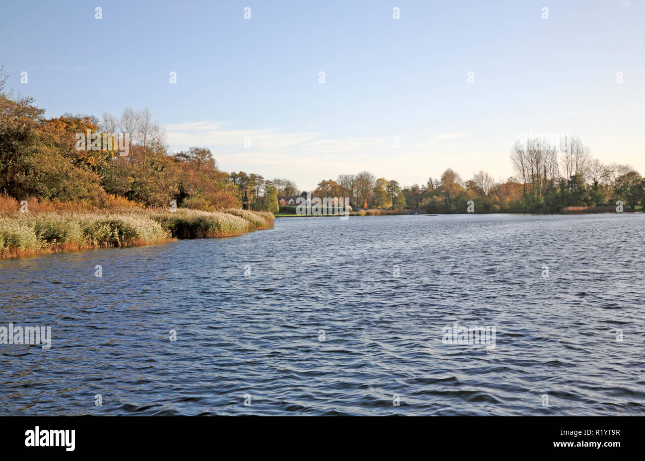 A view of the reed fringed Filby Broad on the Norfolk Broads at Filby ...