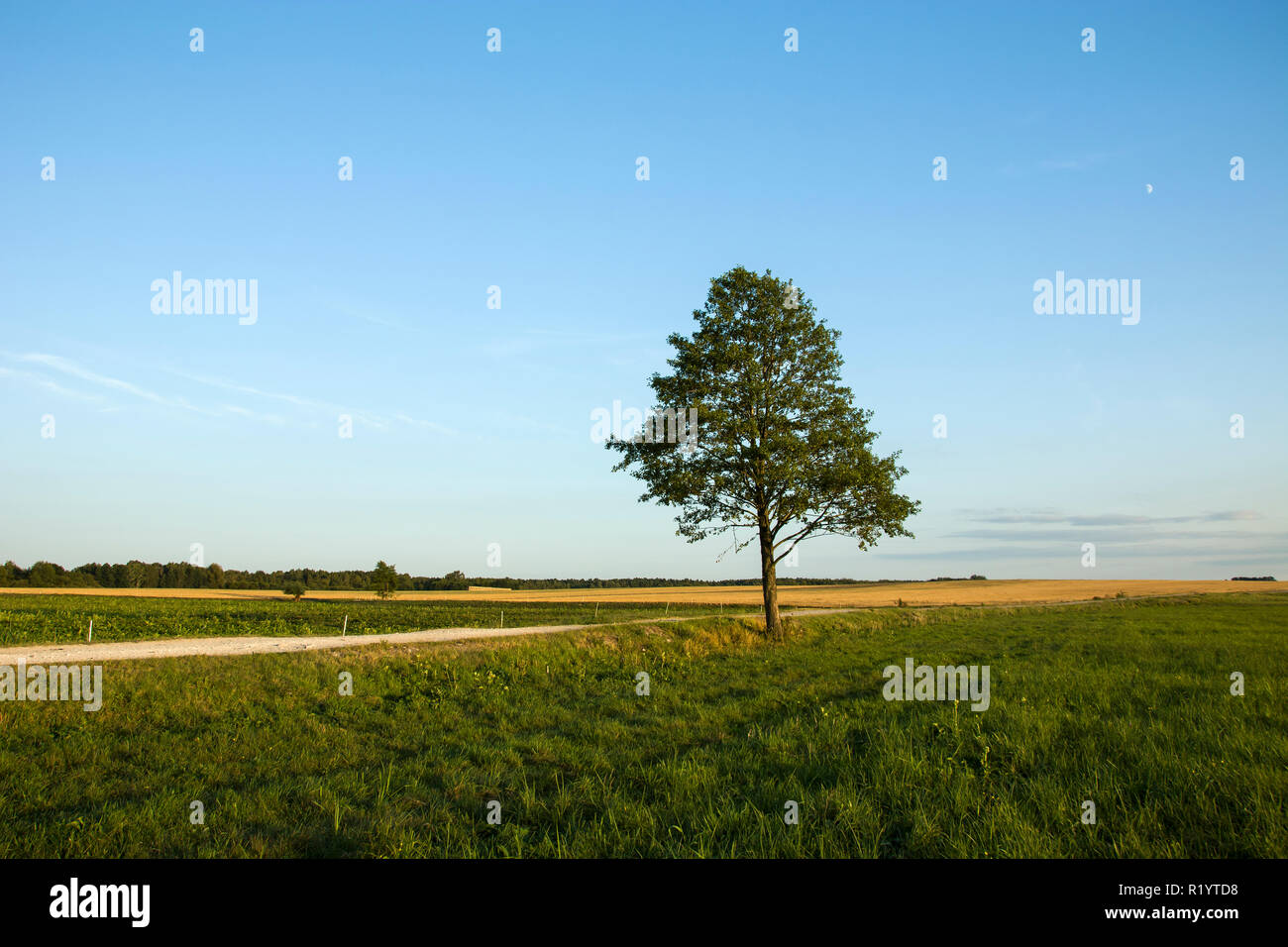 Lone single pasture hi-res stock photography and images - Alamy