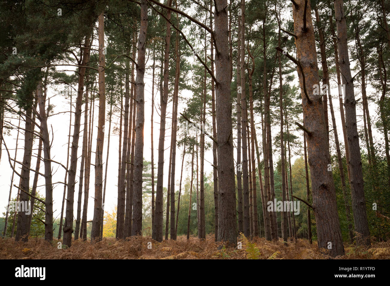Larch tree uk hi-res stock photography and images - Alamy