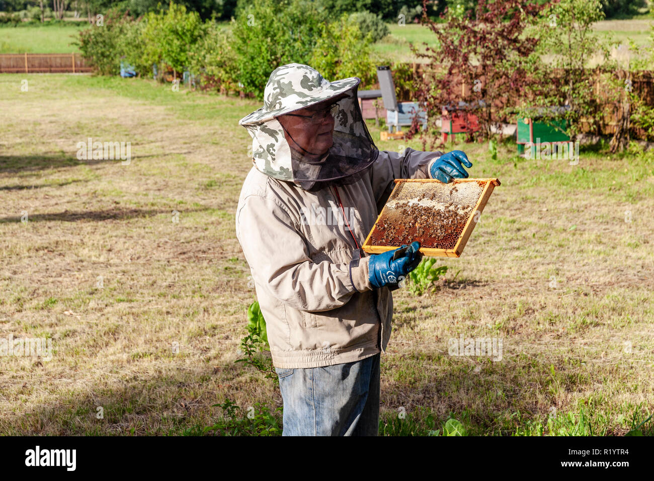 Beekeeper at work, Podlasie, Poland Stock Photo - Alamy