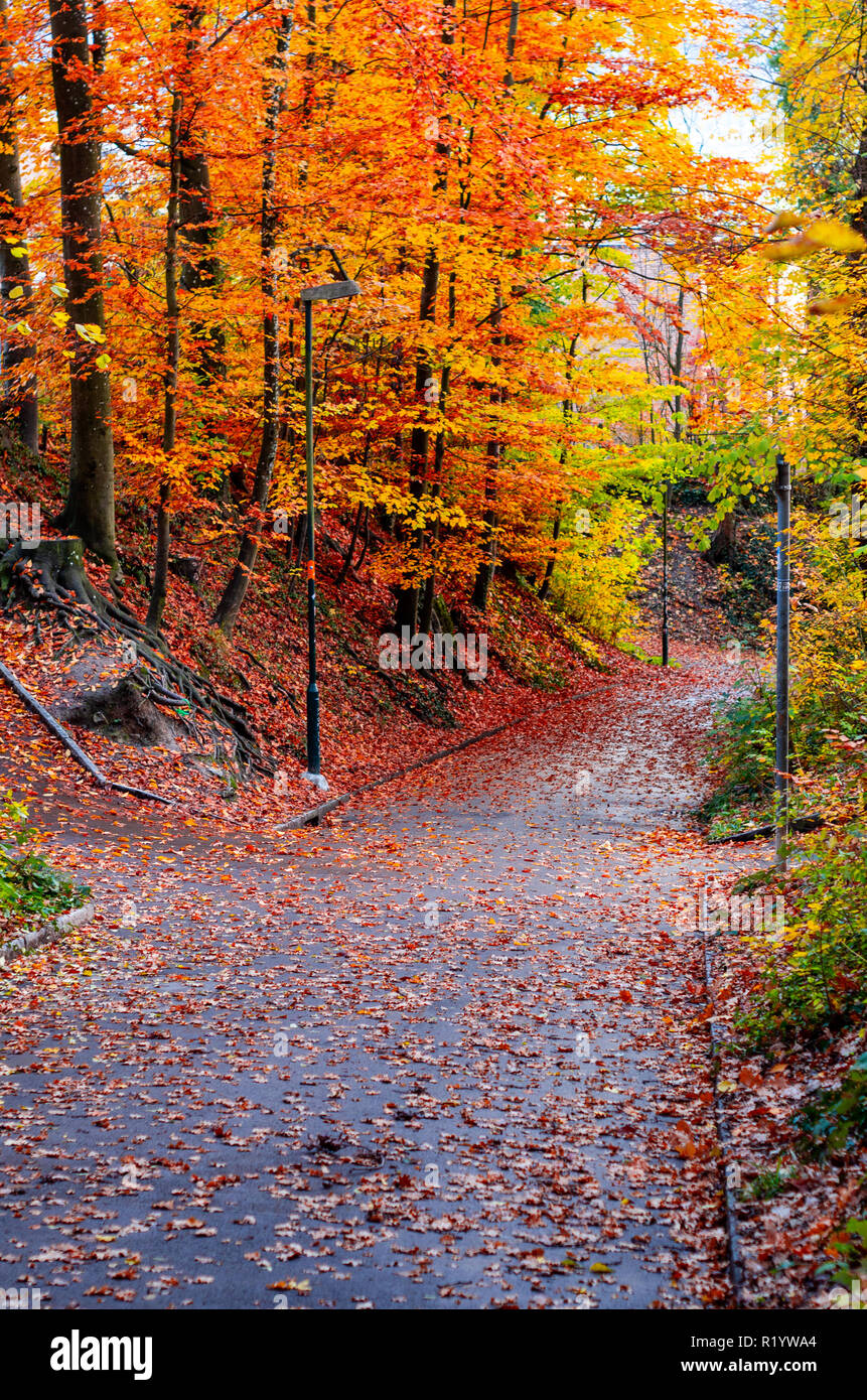 Paved pathway through a city park trees autumn fall foliage on the side ...
