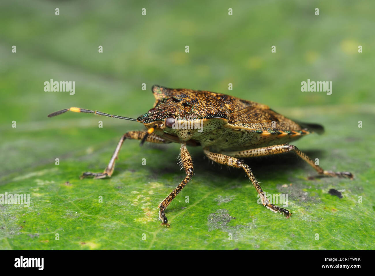 Bronze shieldbug at rest on oak leaf hi-res stock photography and ...