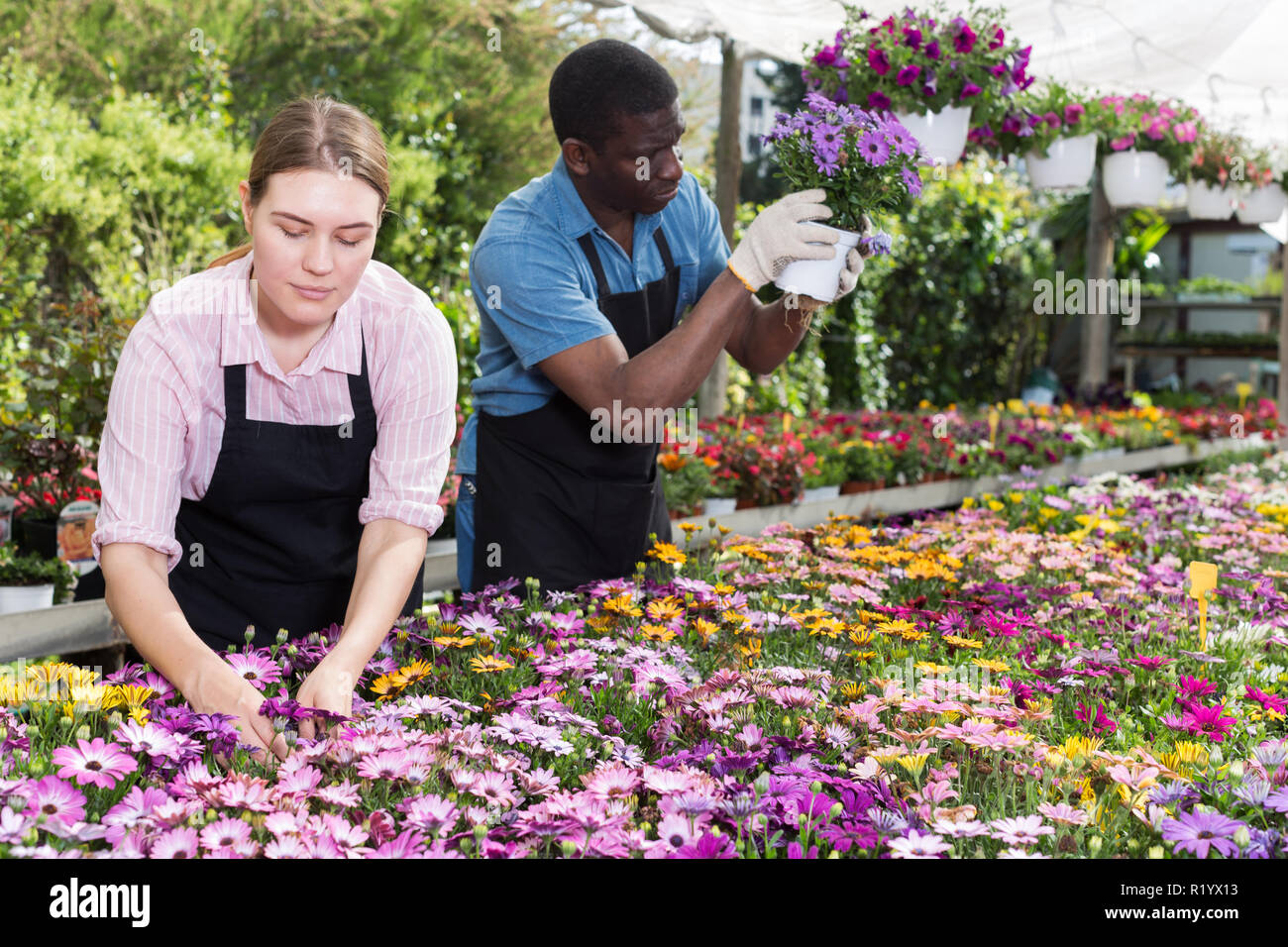 Successful skilled florists working with flowers in greenhouse Stock ...