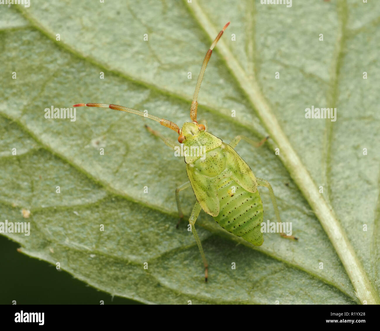 Nymph of Pantilius tunicatus mirid bug resting on a leaf. Tipperary ...
