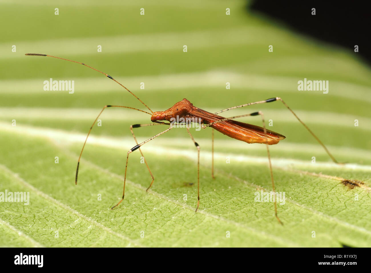 Stilt bug (Metatropis rufescens) on underside of leaf. Tipperary ...