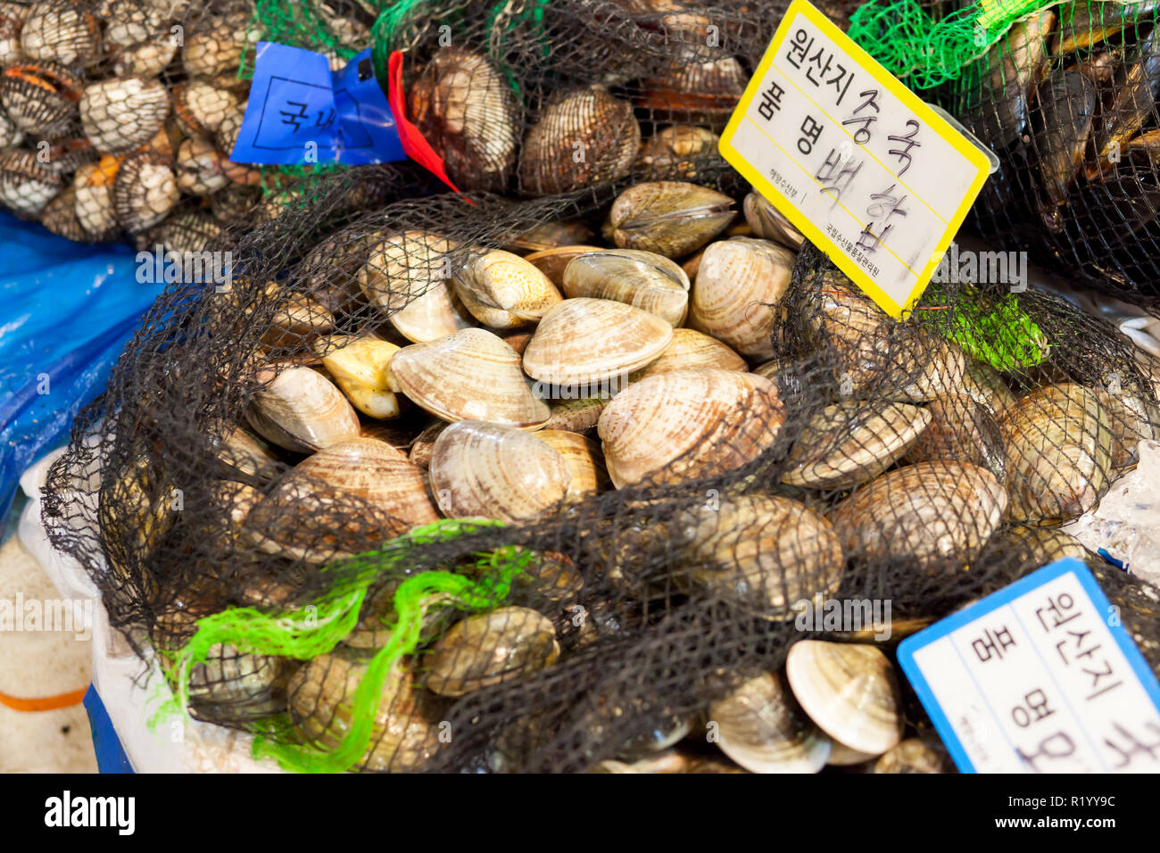 Sea shell at fish market, Seoul Korea Stock Photo - Alamy