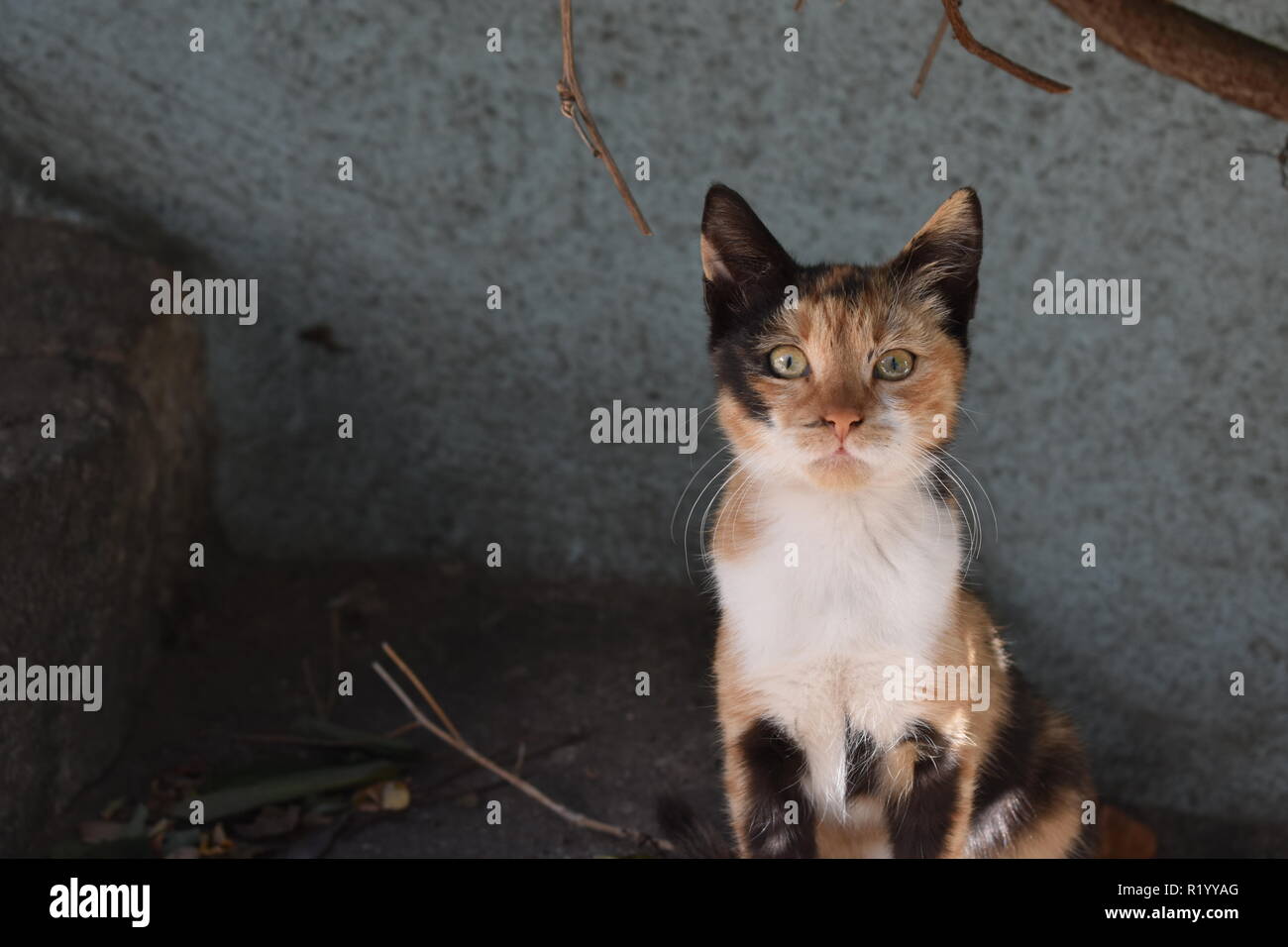 Cat staring at the camera with grey background Stock Photo - Alamy