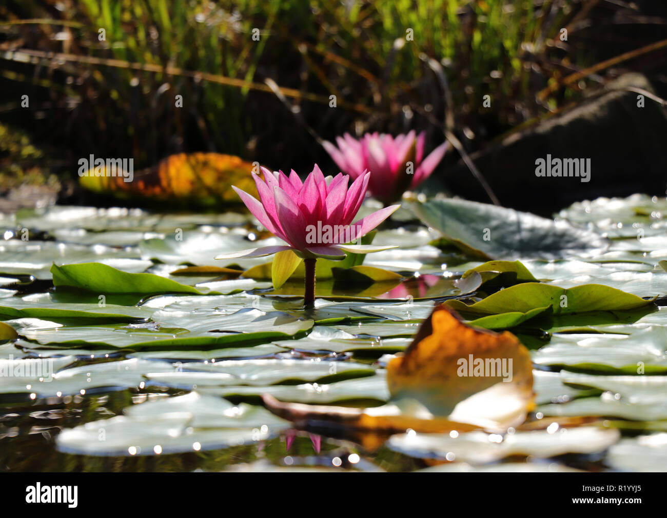 A beautiful growing Nymphaea on water surface witch leaves. A pink ...