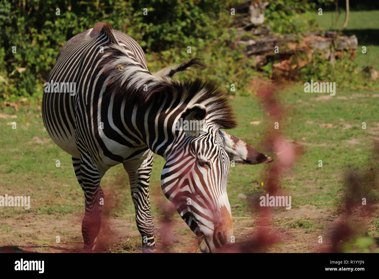 A Grévy's zebra eating hay in the park. A beautiful animal with ...