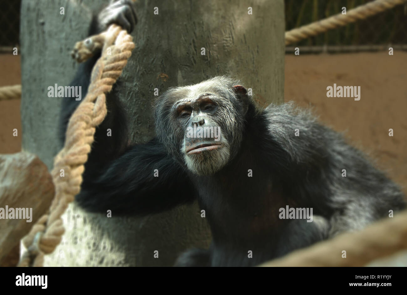 Chimpanzee with its hand on its head hi-res stock photography and ...