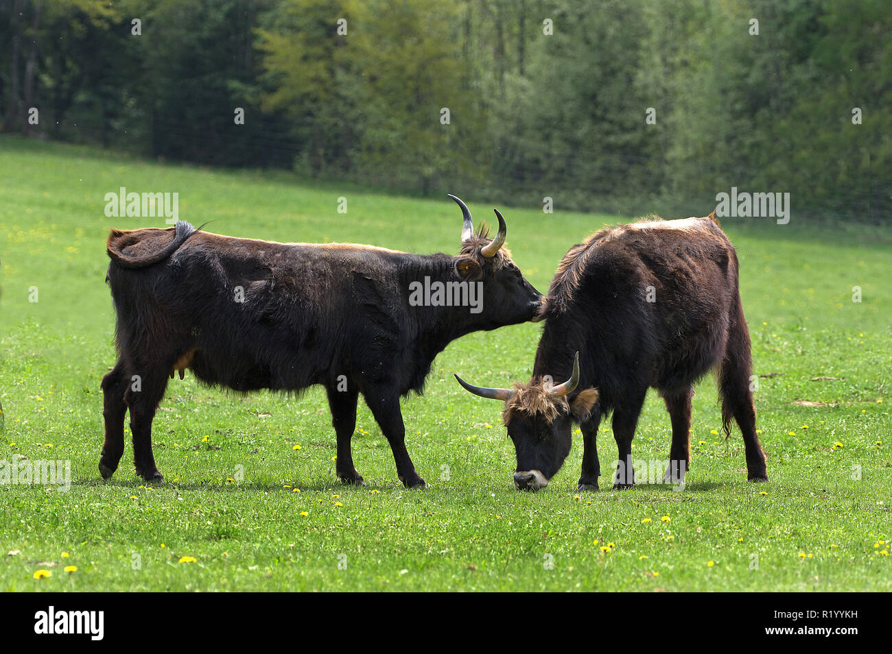 One cattle hi-res stock photography and images - Alamy