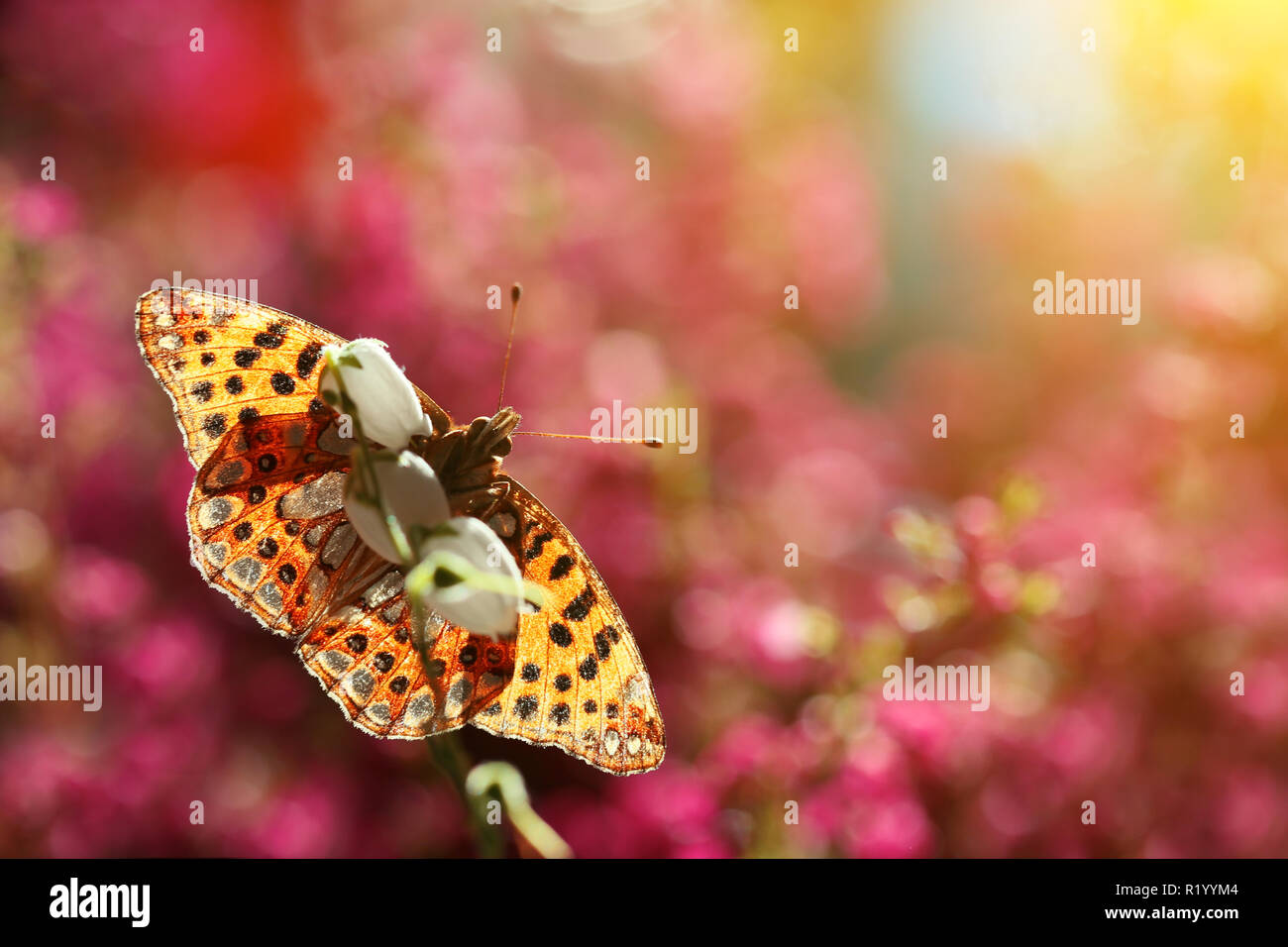 A beautiful butterfly resting on a flower Stock Photo - Alamy