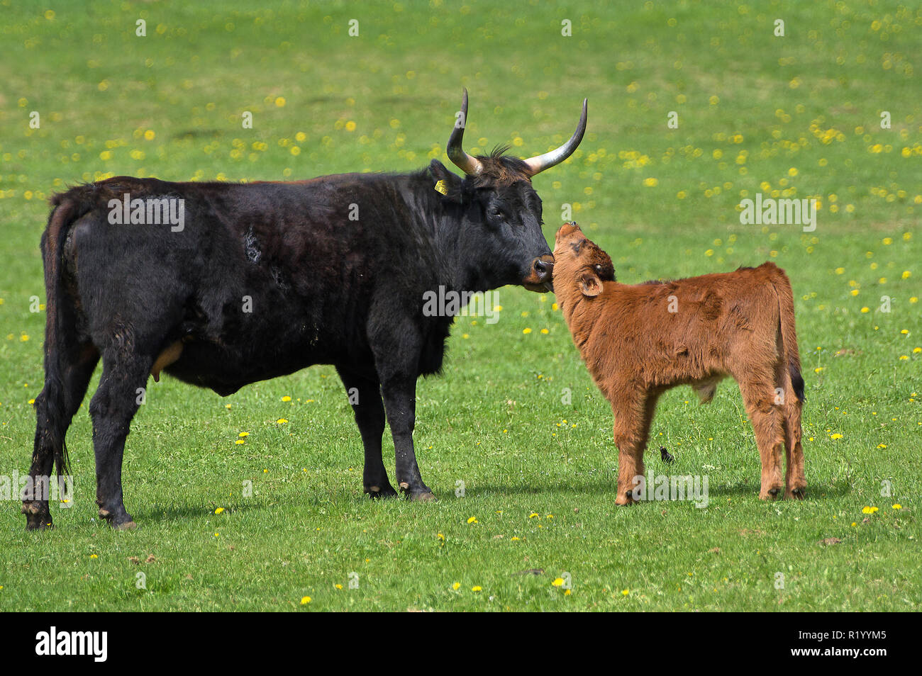 Recreated Aurochs, Heck Cattle (Bos primigenius primigenius). Cow ...