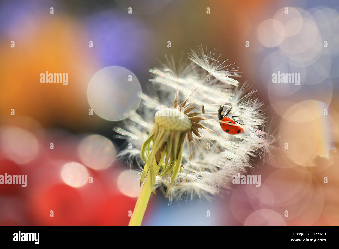 Little red ladybug Stock Photo - Alamy