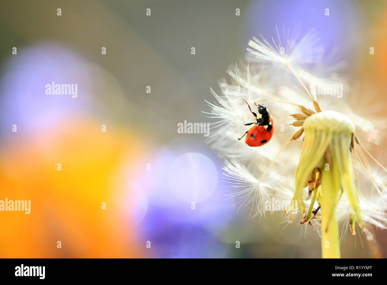 Little red ladybug Stock Photo - Alamy